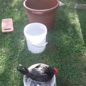 How to Bathe a Chicken - Backyard Poultry